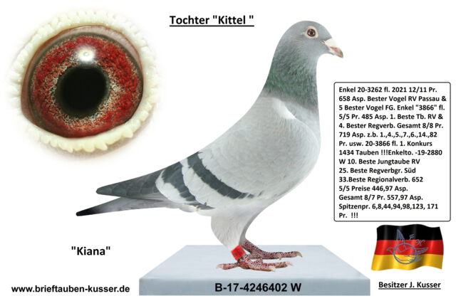 Zuchttauben aus den Van den Bulck Tauben - Brieftauben Kusser